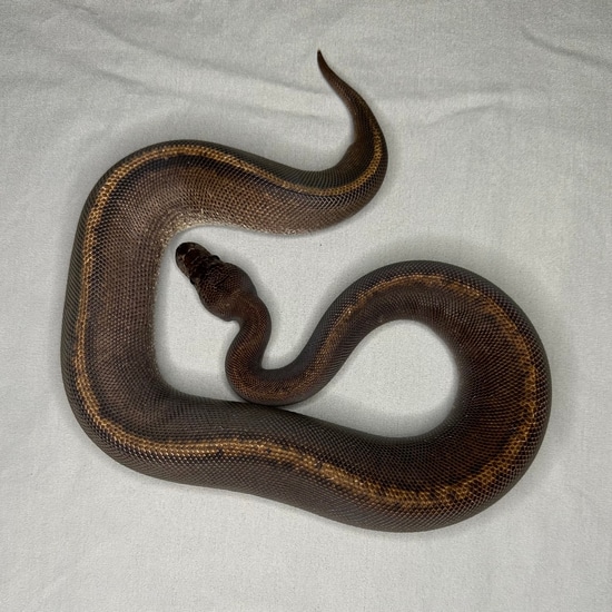 Suma (Super Mahogany) Ball Python by Big Borg Reptiles