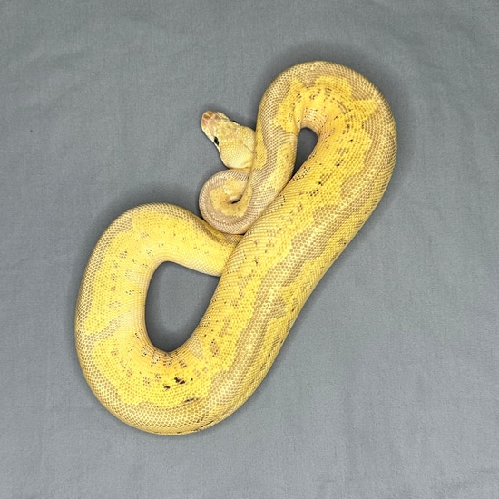 Firefly Leopard RSYB Clown Ball Python by Big Borg Reptiles