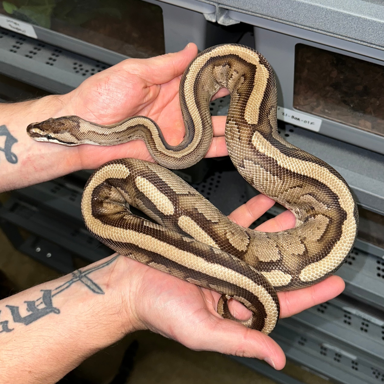 Super Specter Adult Ball Python by Big Borg Reptiles - MorphMarket