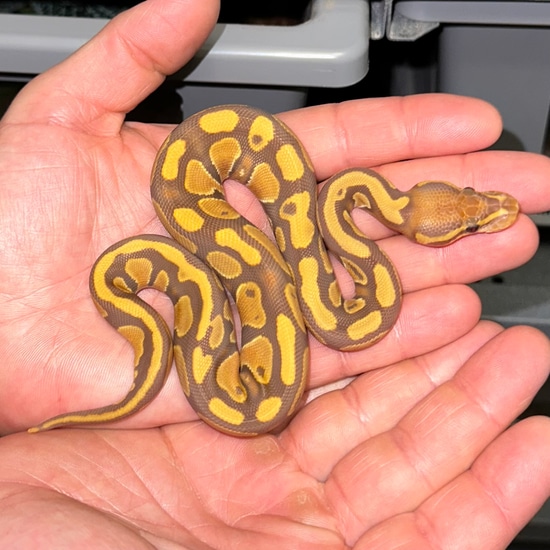 Ultramel 66/100% Het. Pied Ball Python by Big Borg Reptiles