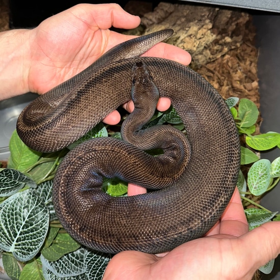 Suma (Super Mahogany) Adult Ball Python by Big Borg Reptiles