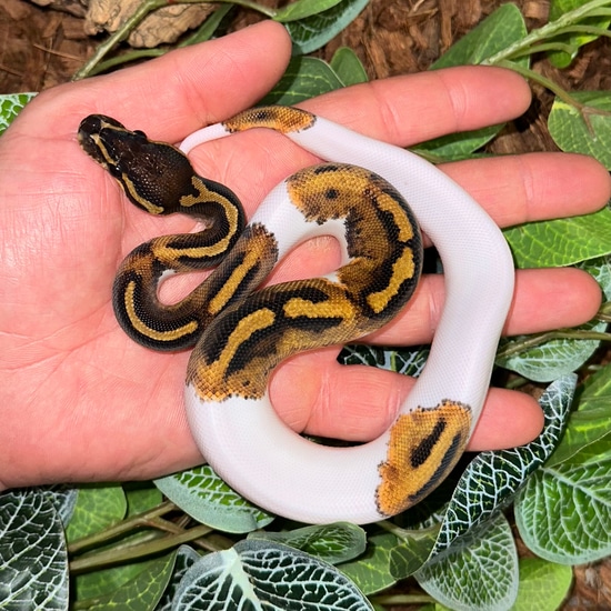 Pied Het. Ultramel Ball Python by Big Borg Reptiles