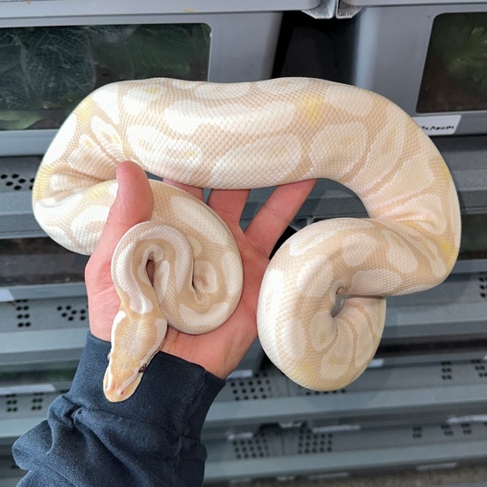 Lavender Snow Proven Breeder Ball Python by Big Borg Reptiles