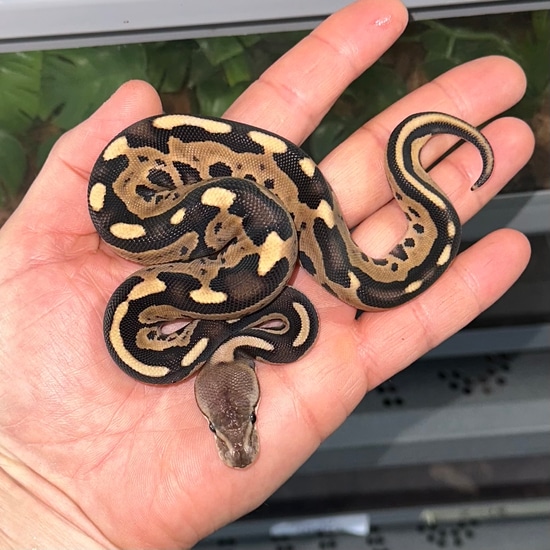 Cinnamon Leopard Fire Ball Python by Big Borg Reptiles