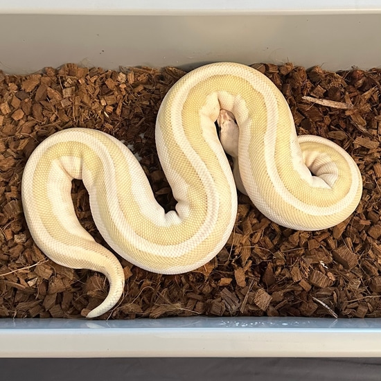 Leopard Lesser Cream Ball Python by Big Borg Reptiles