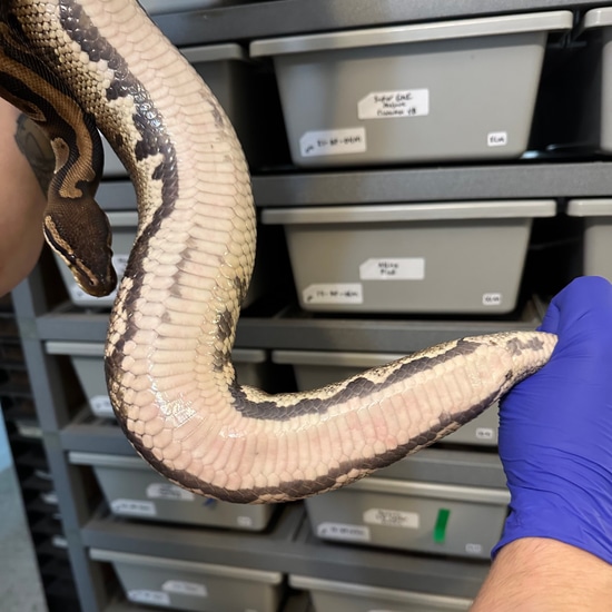 DH Ultramel Pied *3000+g PROVEN* Ball Python by Big Borg Reptiles