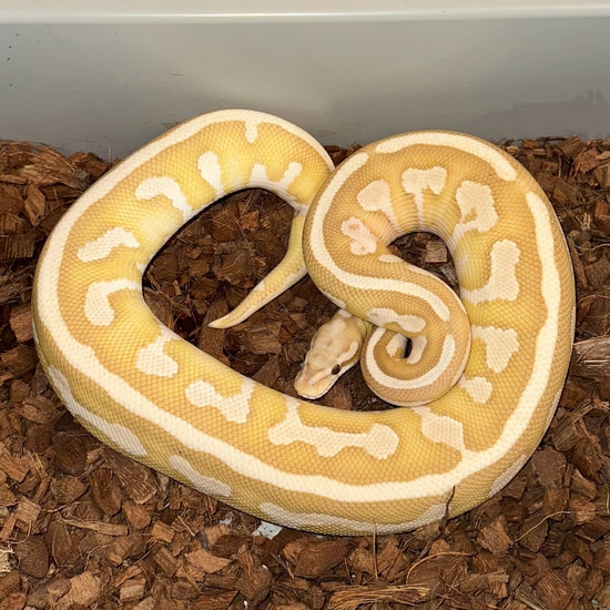 Banana Leopard Lesser Vanilla *Proven Breeder* Ball Python by Big Borg ...
