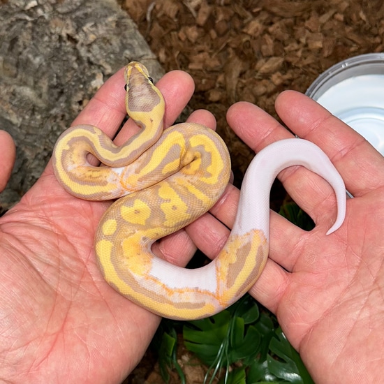 Banana Pied Ball Python by Big Borg Reptiles