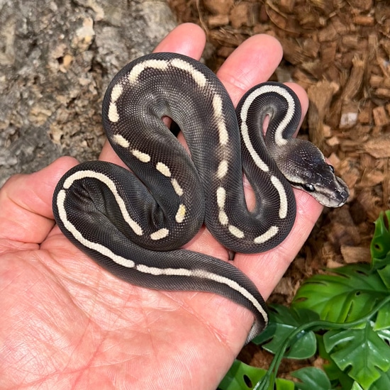 GHI Cinnamon Mojave Ball Python by Big Borg Reptiles