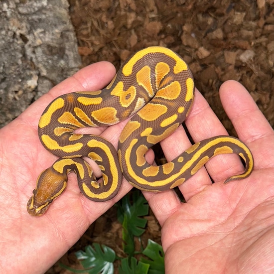 Ultramel Het. Pied Ball Python by Big Borg Reptiles