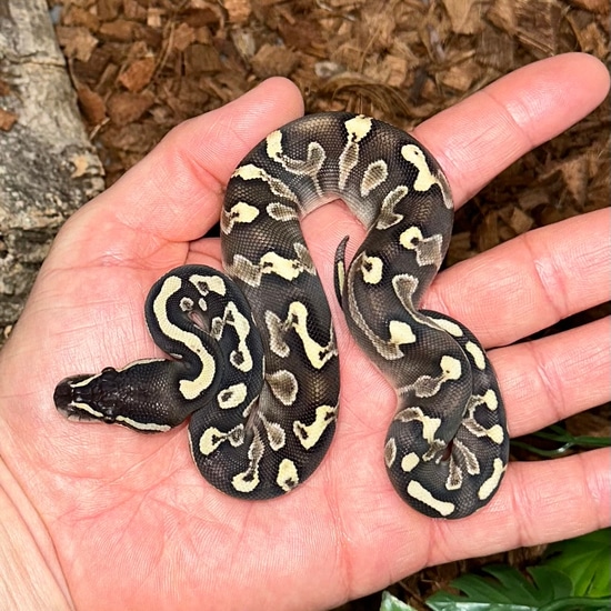 GHI Lesser Ball Python by Big Borg Reptiles