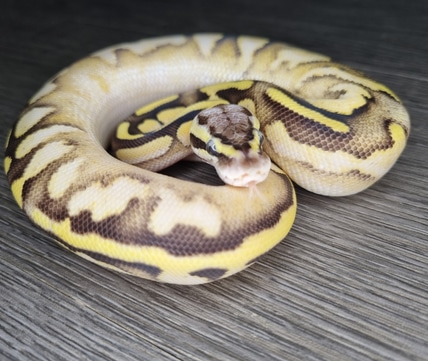 Mcmillan Reptiles - MorphMarket