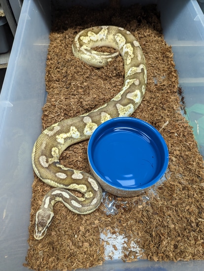 Sugar Firefly Ball Python by Mcmillan Reptiles