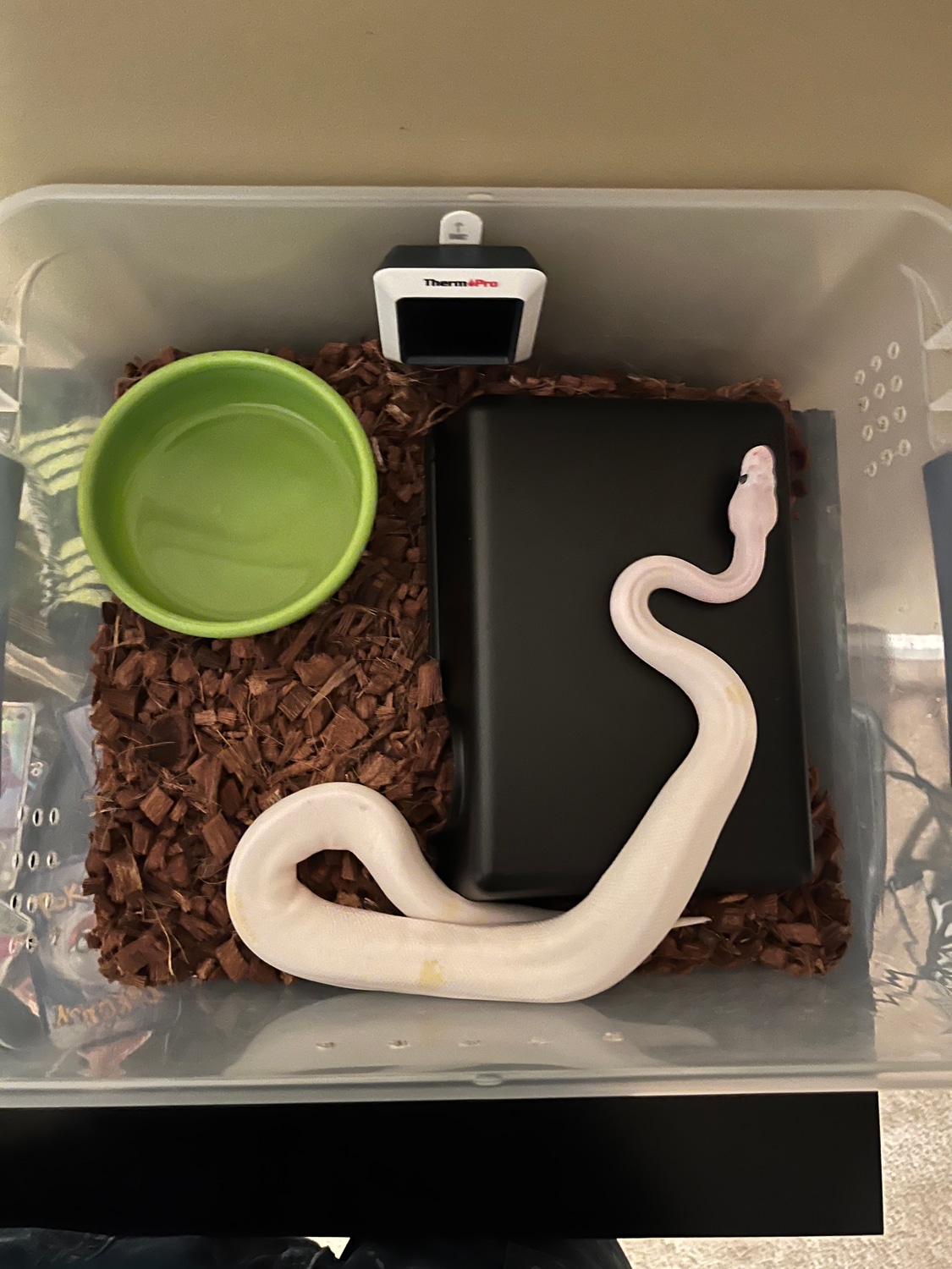 Super Fire All White Ball Python by RM Ball Pythons - MorphMarket