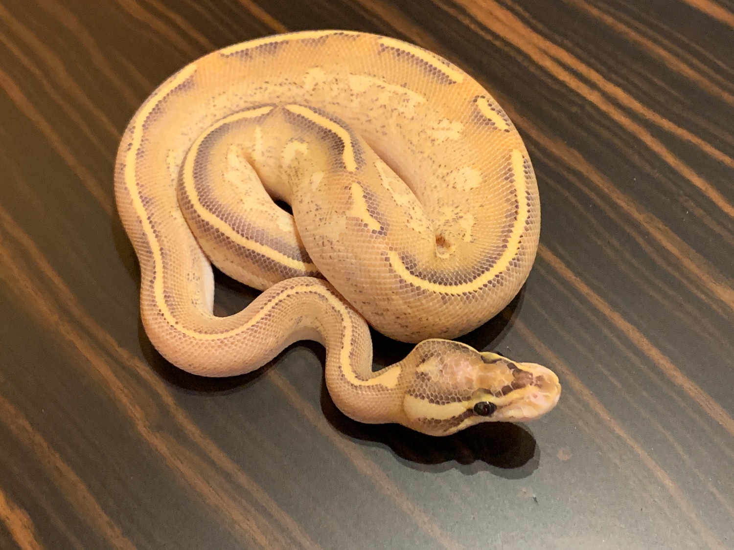 Fire Highway Ball Python by Mc Python - MorphMarket