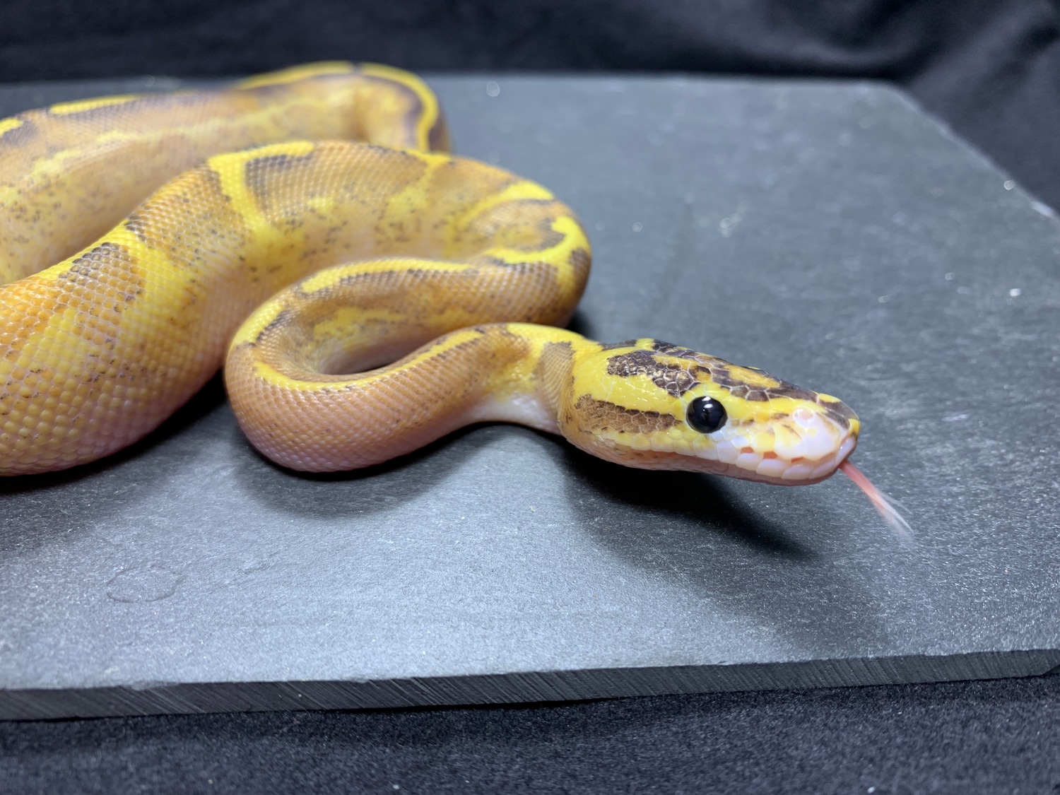 Enchi Fire Highway Pos Leopard Ball Python by Mc Python - MorphMarket