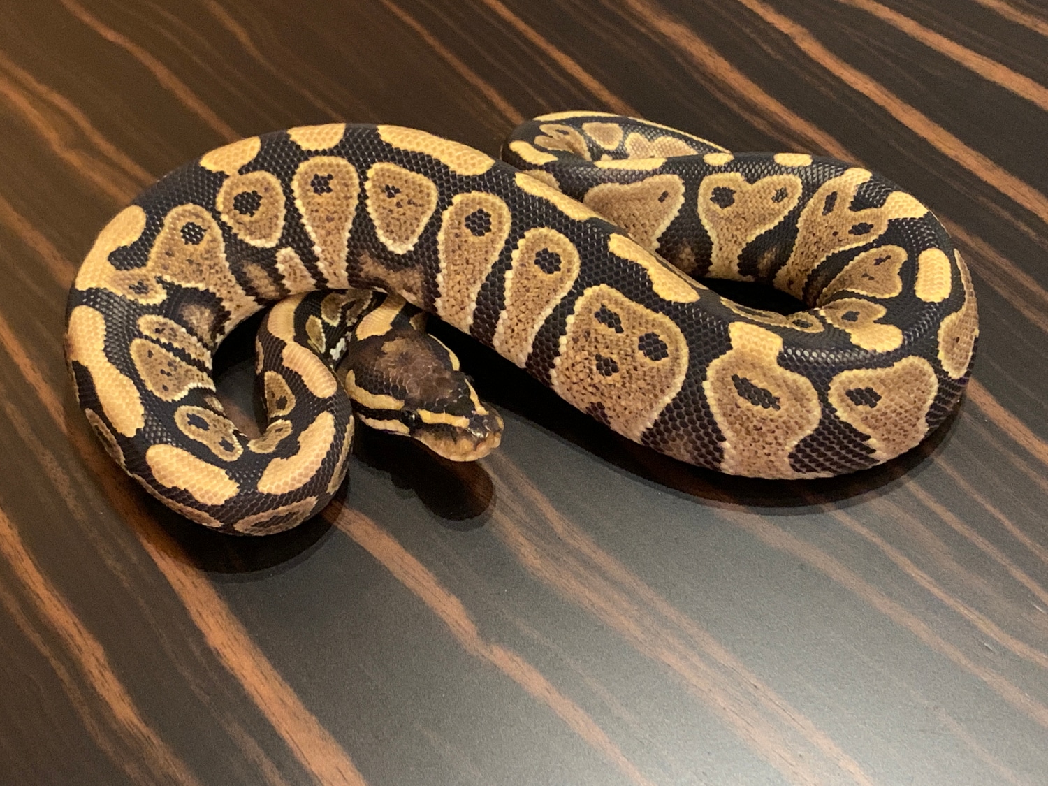 Yellow Belly Ball Python by Mc Python - MorphMarket