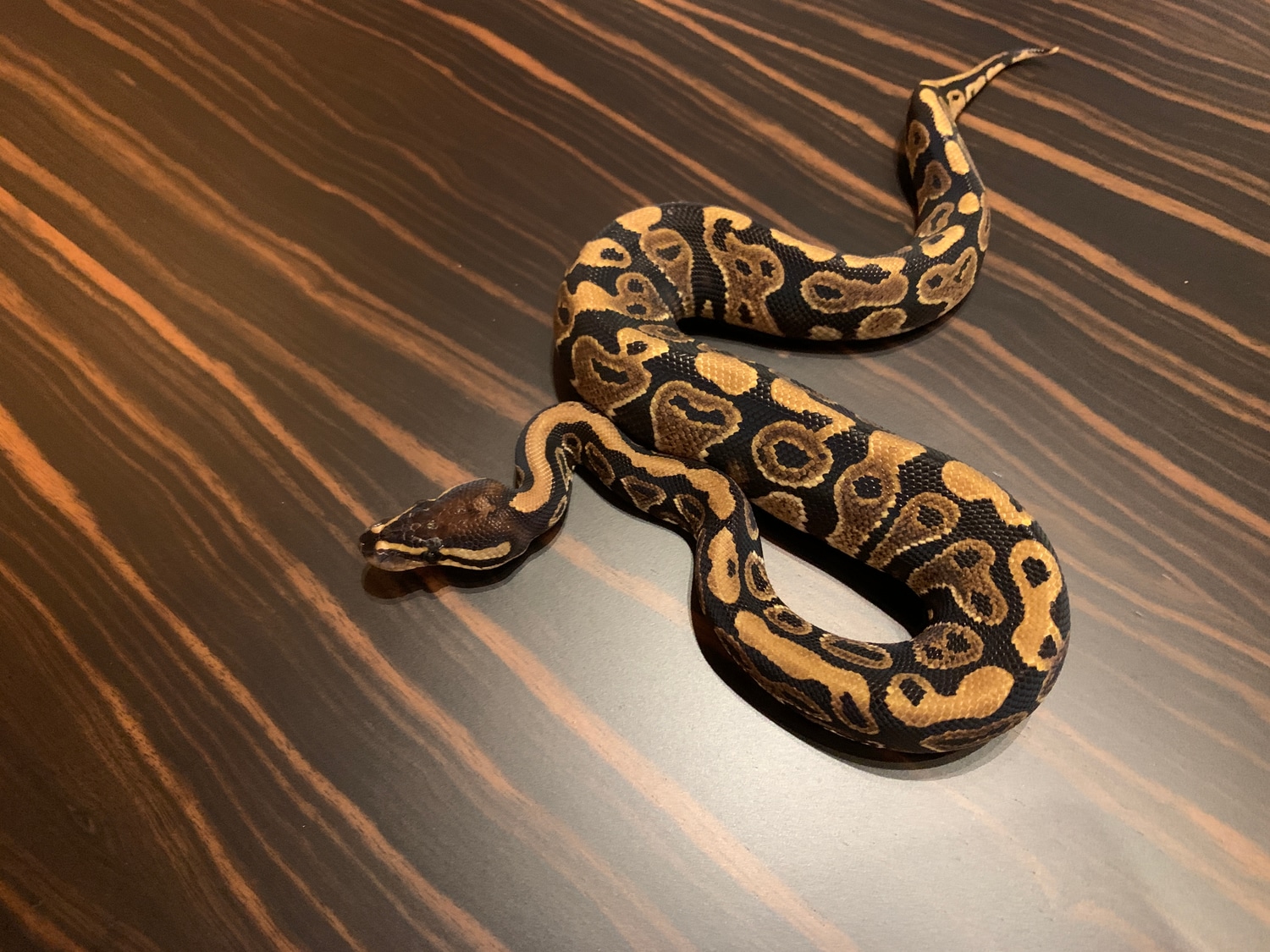 Yellow Belly Ball Python by Mc Python - MorphMarket
