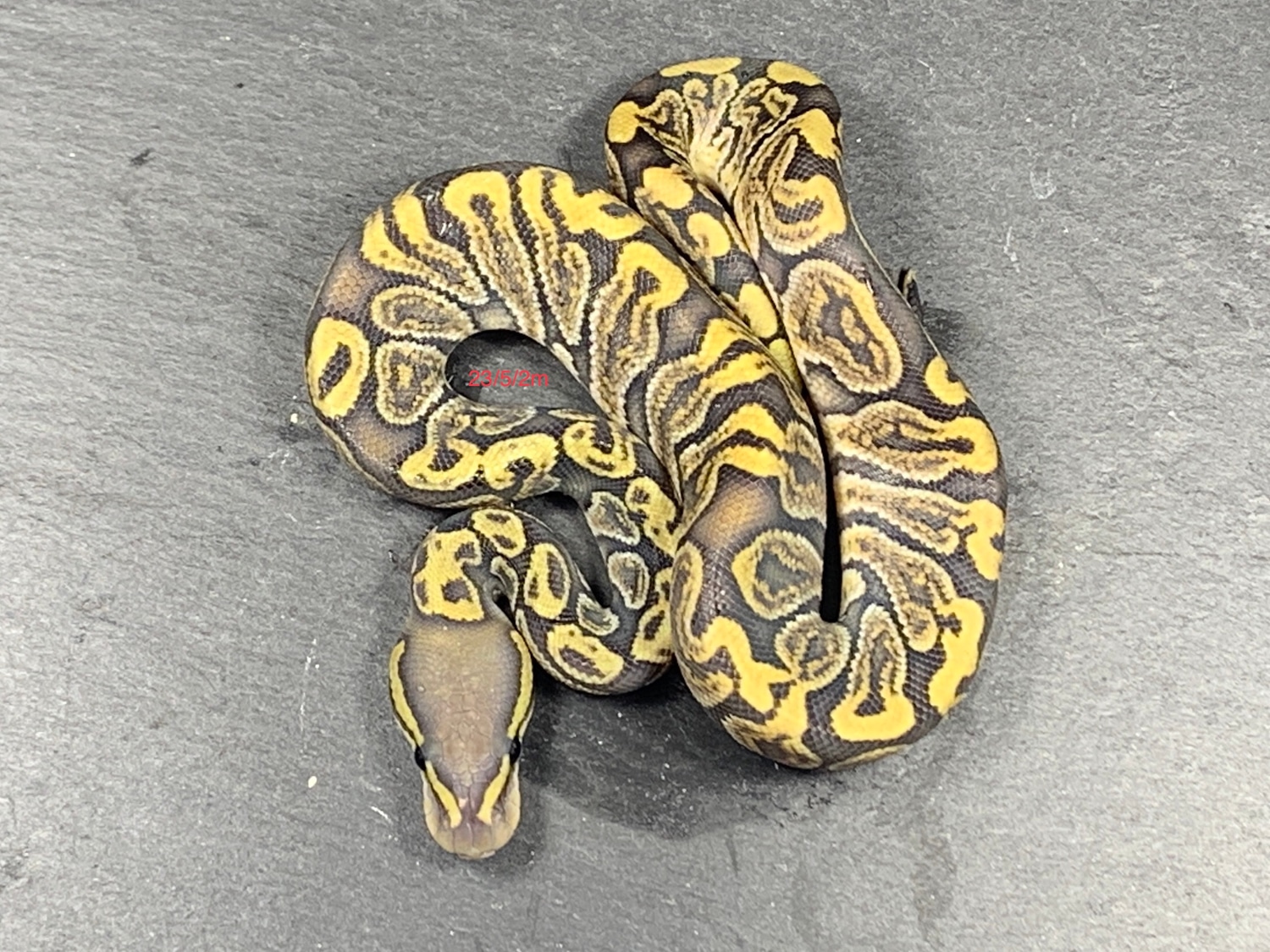 Ghi Hypo Ball Python by Mc Python - MorphMarket
