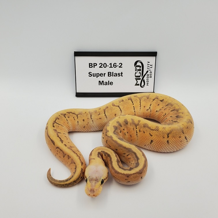 Superblast Ball Python by Motor City Reptile - MorphMarket