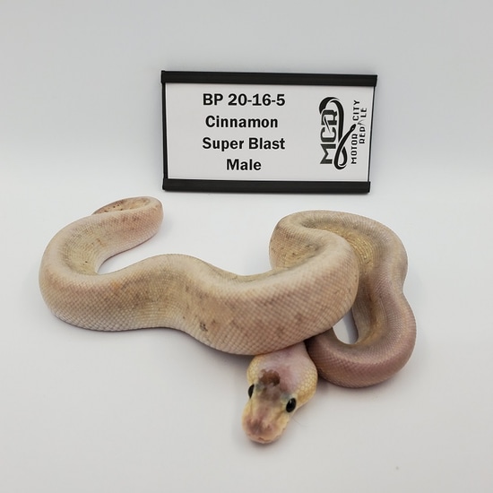 Cinnamon Superblast Ball Python by Motor City Reptile