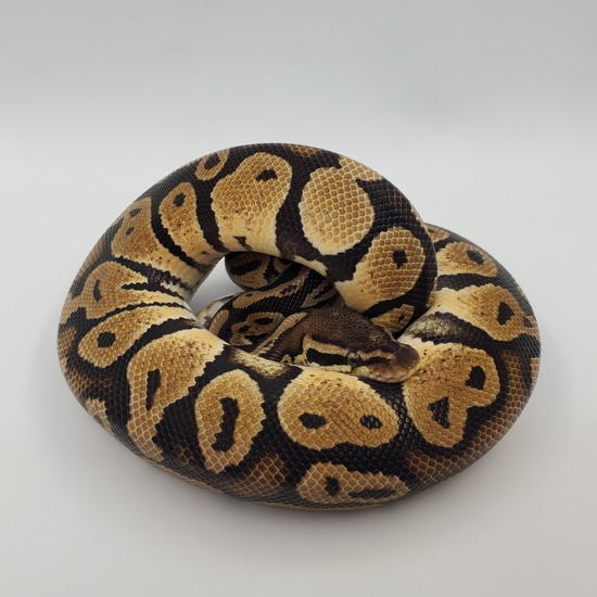 Pastel 66% Het Sunset Ball Python by Motor City Reptile