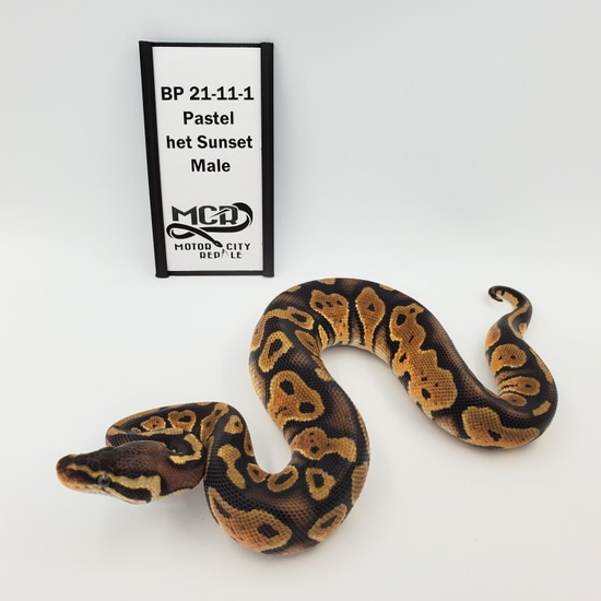 Pastel 100% Het Sunset Ball Python by Motor City Reptile