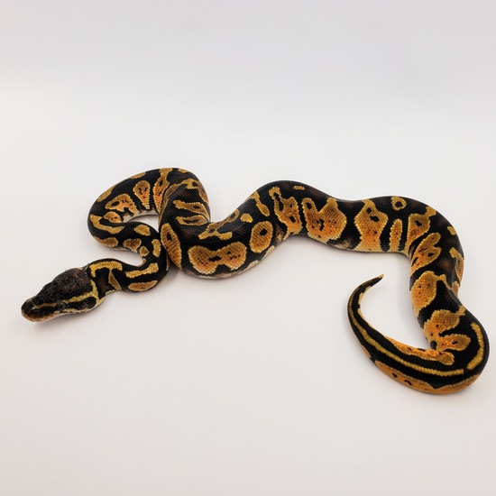 Pastel 100% Het Sunset Ball Python by Motor City Reptile