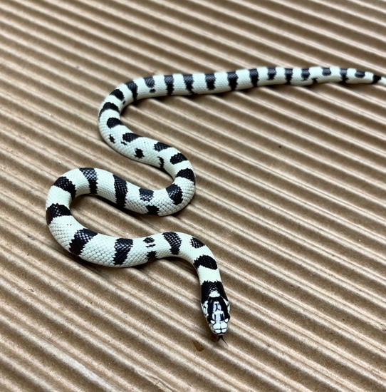 50/50 B&W Banded California Kingsnake by Motor City Reptile