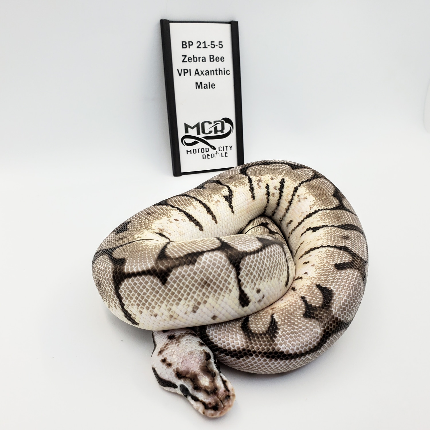 VPI Zebra Bee Ball Python by Motor City Reptile - MorphMarket