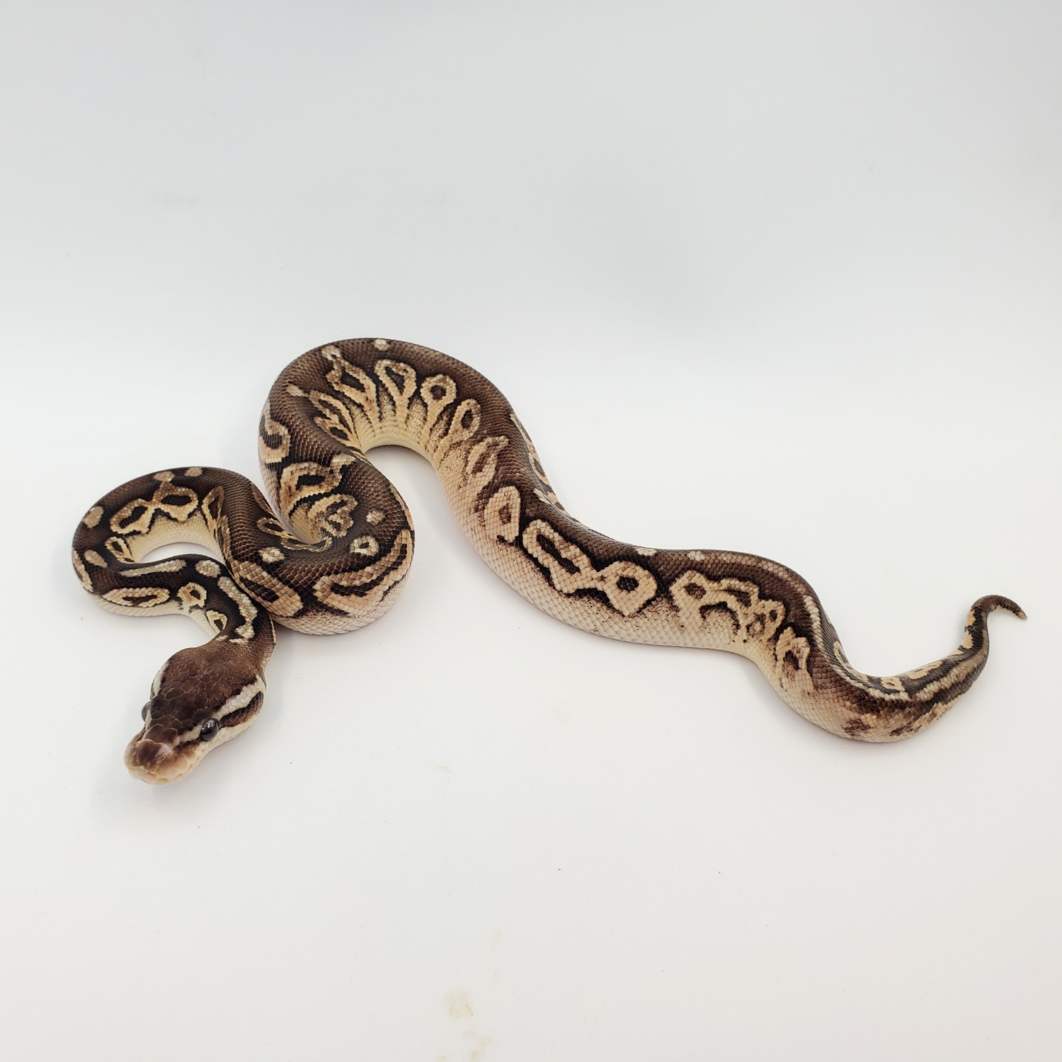 Pewter Ball Python by Motor City Reptile - MorphMarket
