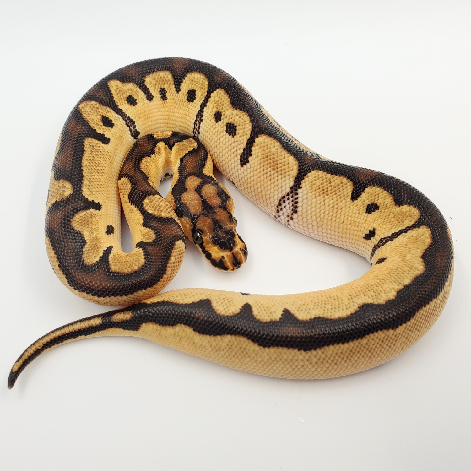 HI-OD Clown Ball Python by Motor City Reptile - MorphMarket