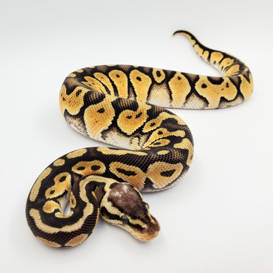 Pastel Xtreme 100% Het Sunset Ball Python by Motor City Reptile