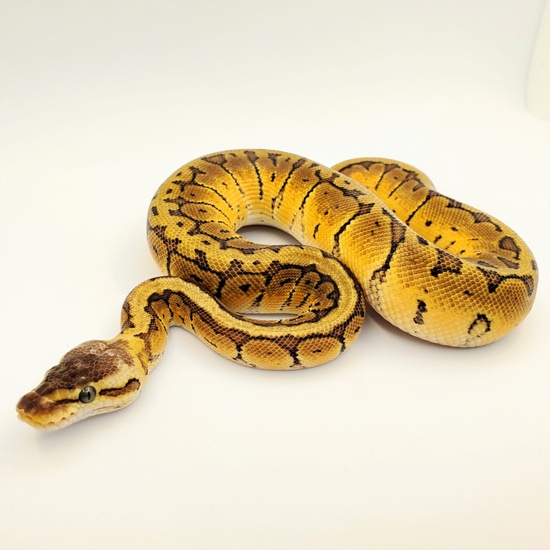 Lemon Blast Xtreme 100% Het Sunset Ball Python by Motor City Reptile