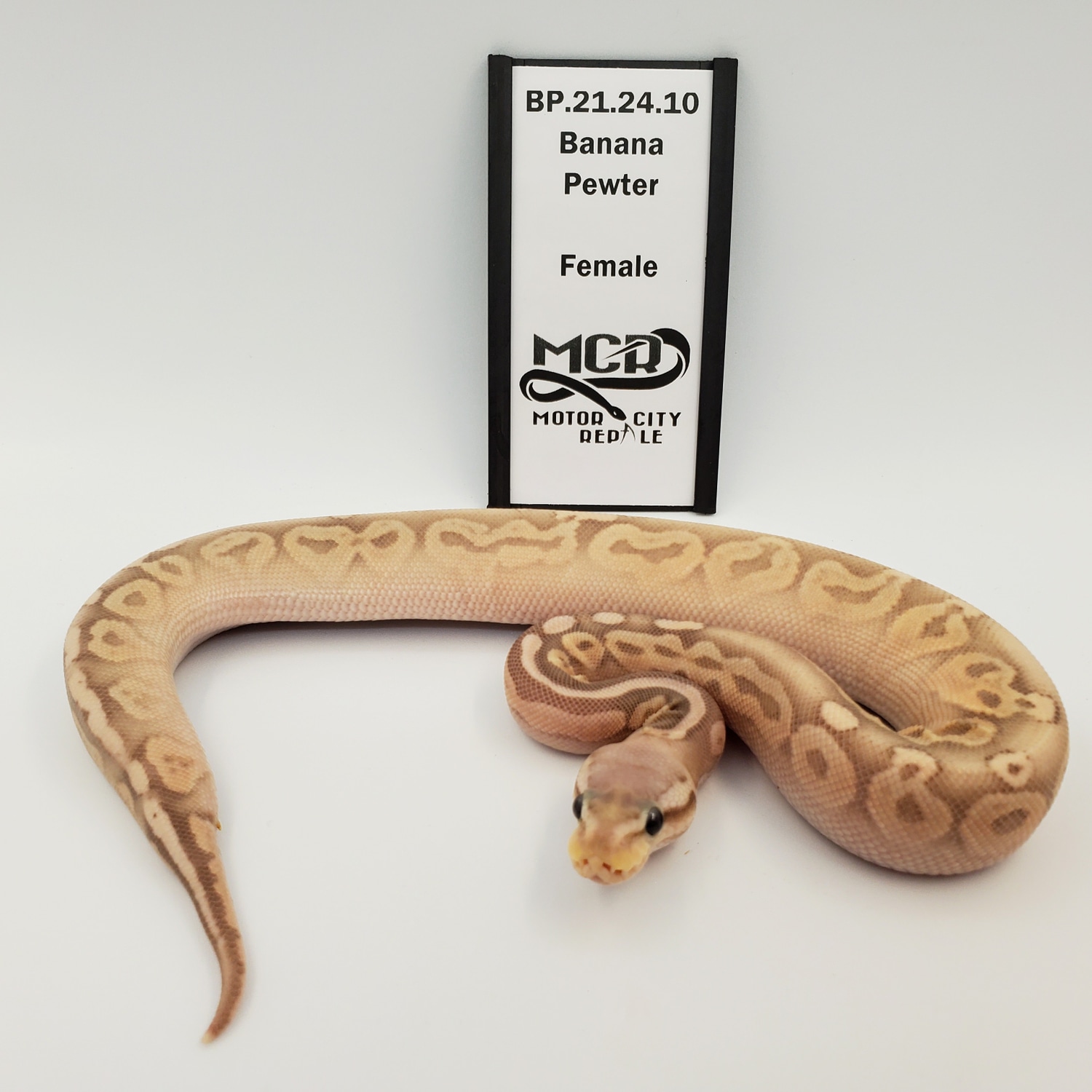 Banana Pewter Ball Python by Motor City Reptile - MorphMarket