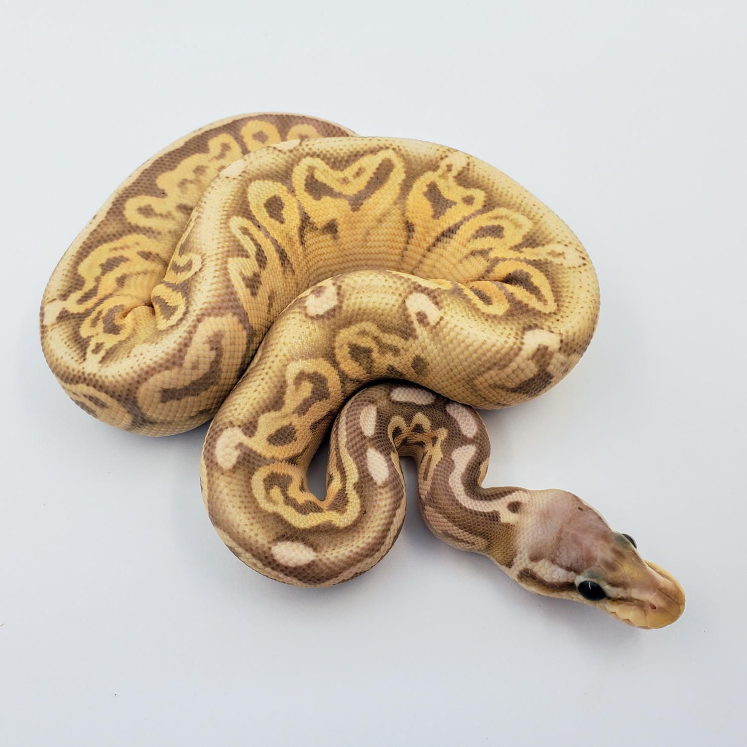 Banana Pewter Ball Python by Motor City Reptile - MorphMarket