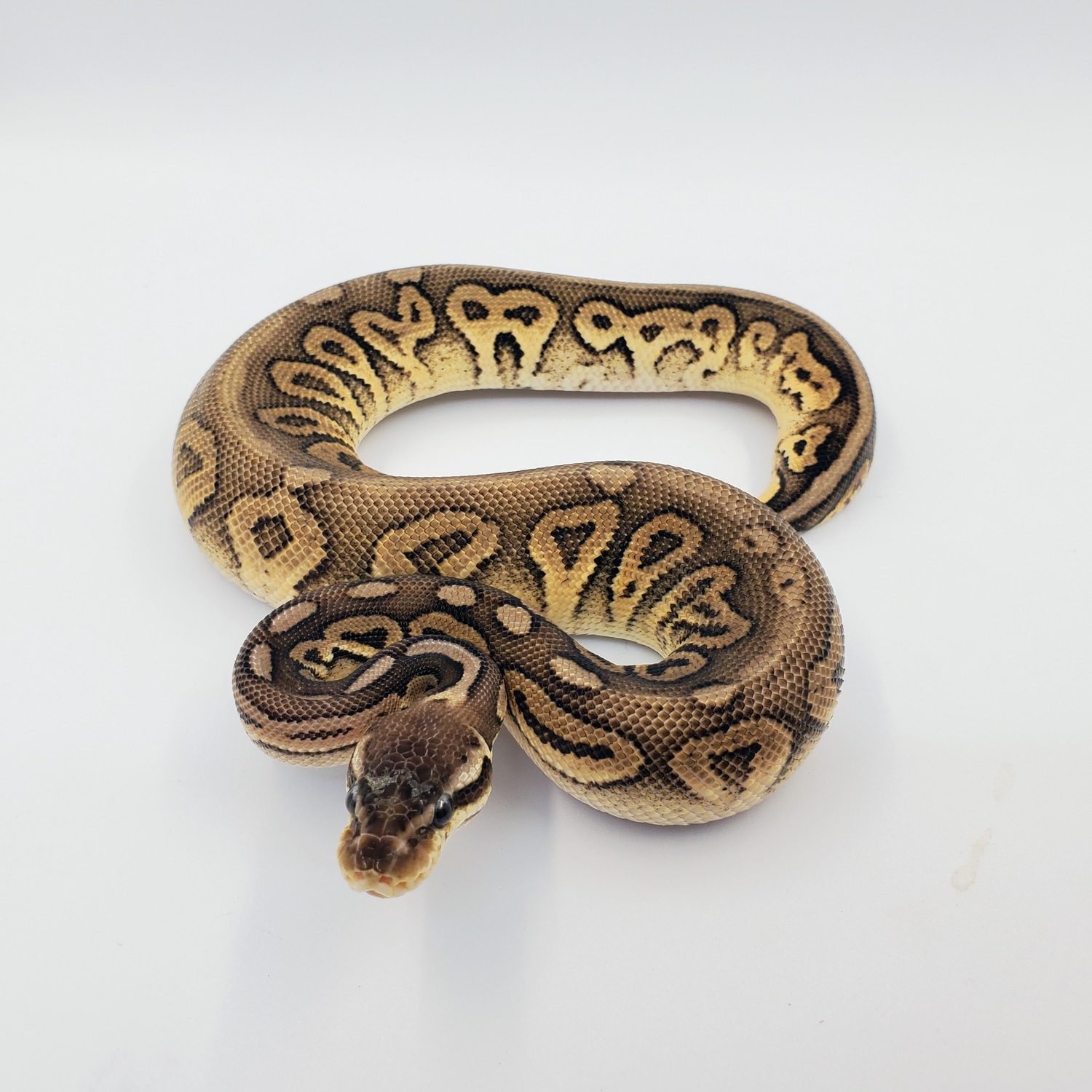 Pastel Cinnamon Ball Python by Motor City Reptile - MorphMarket