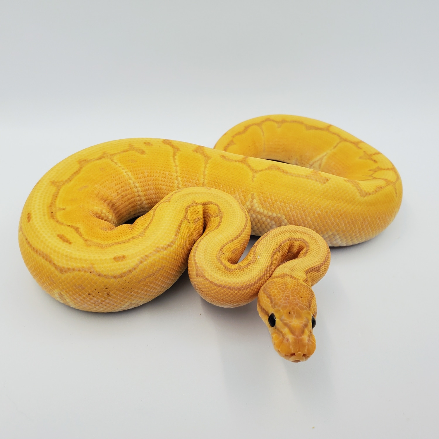 Banana Pinstripe Ball Python by Motor City Reptile - MorphMarket