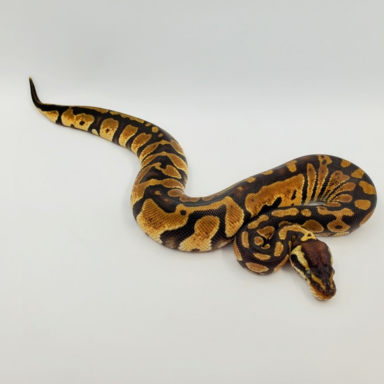 Pastel Het Sunset Ball Python by Motor City Reptile