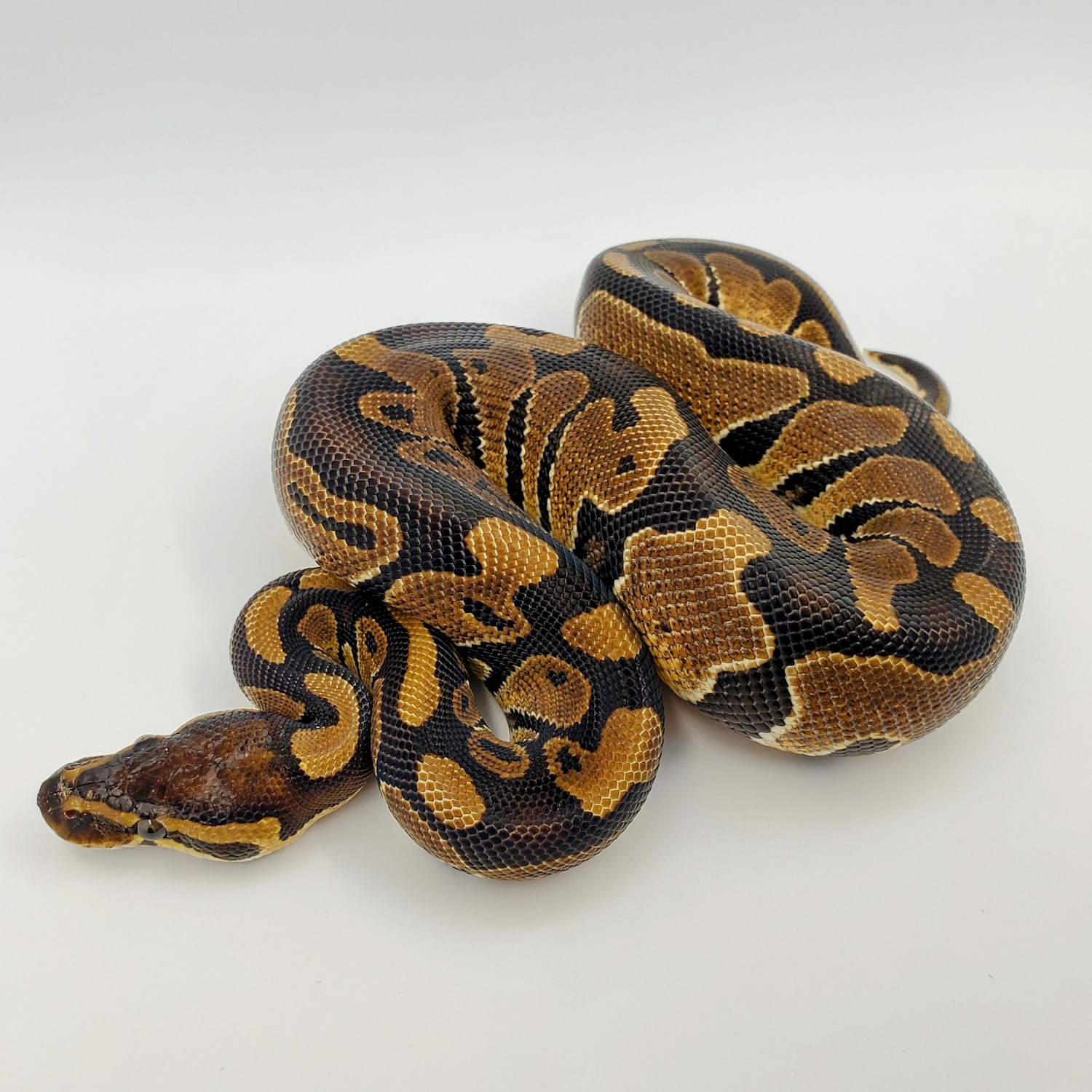 Normal Het Sunset Ball Python by Motor City Reptile - MorphMarket