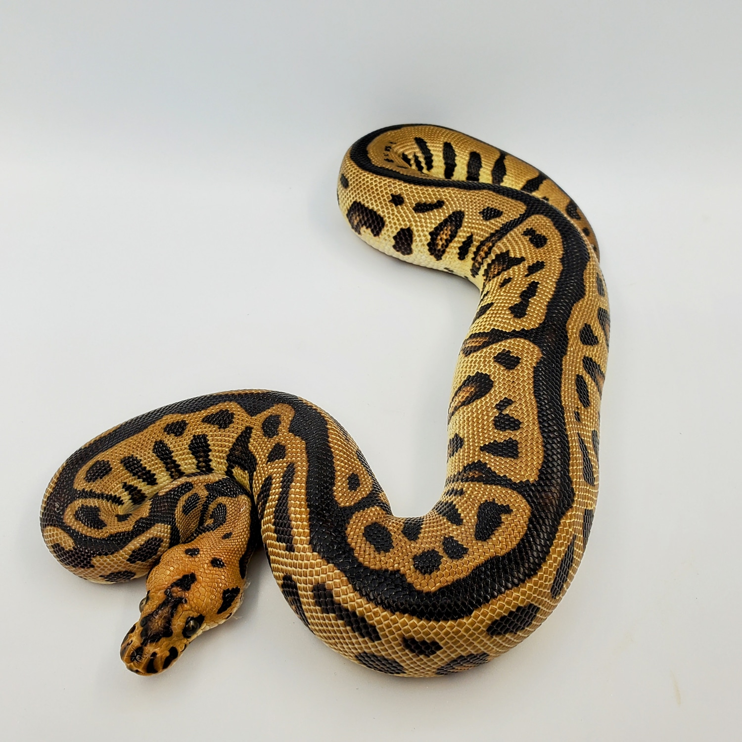 Batman Clown Ball Python by Motor City Reptile - MorphMarket