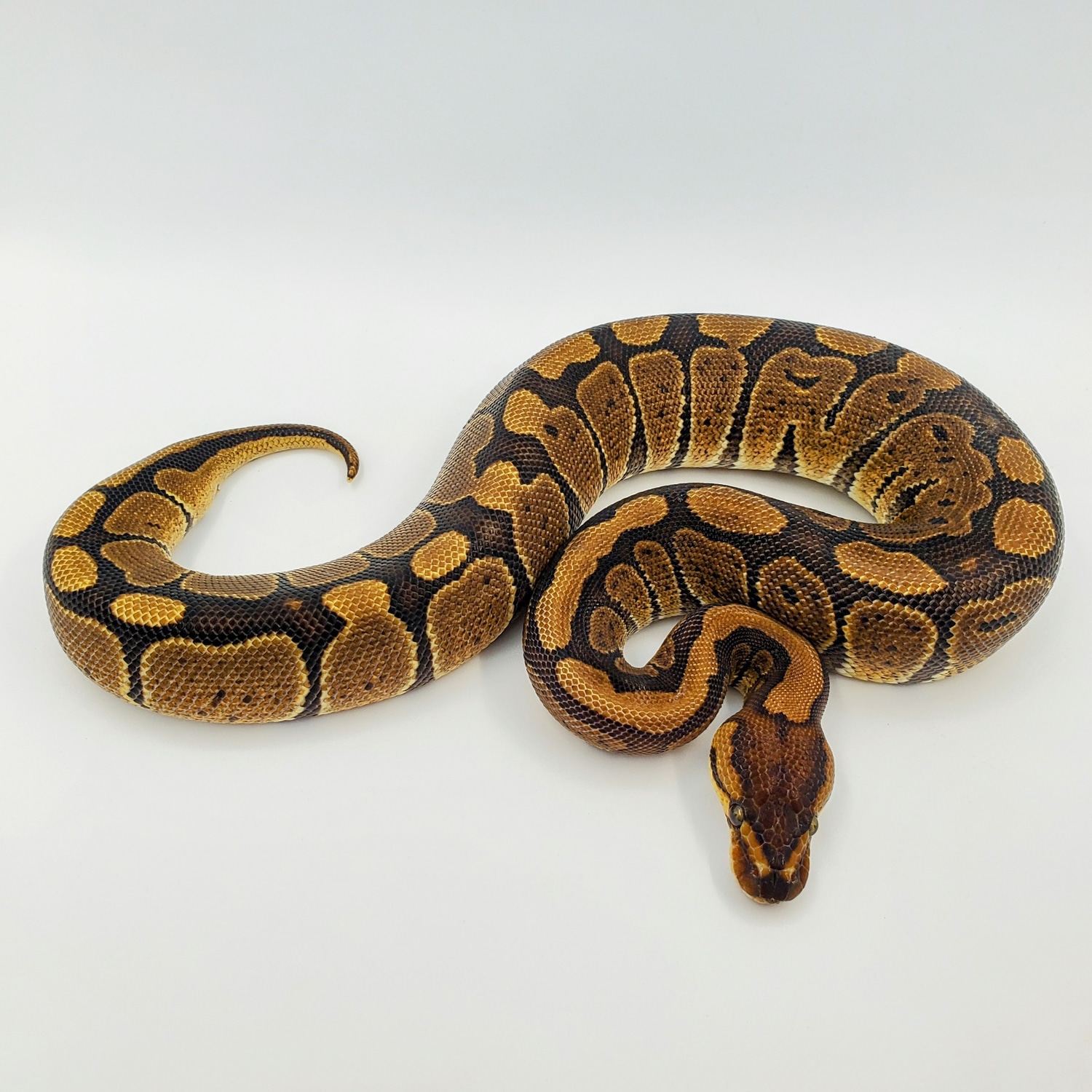 Red Stripe Het Clown Ball Python by Motor City Reptile - MorphMarket