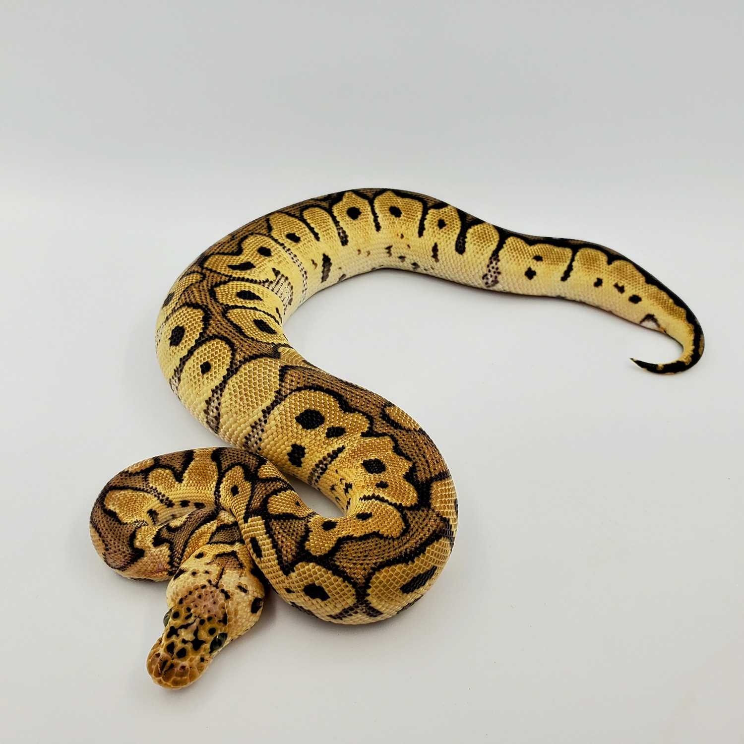 Pastel Clown Ball Python by Motor City Reptile - MorphMarket