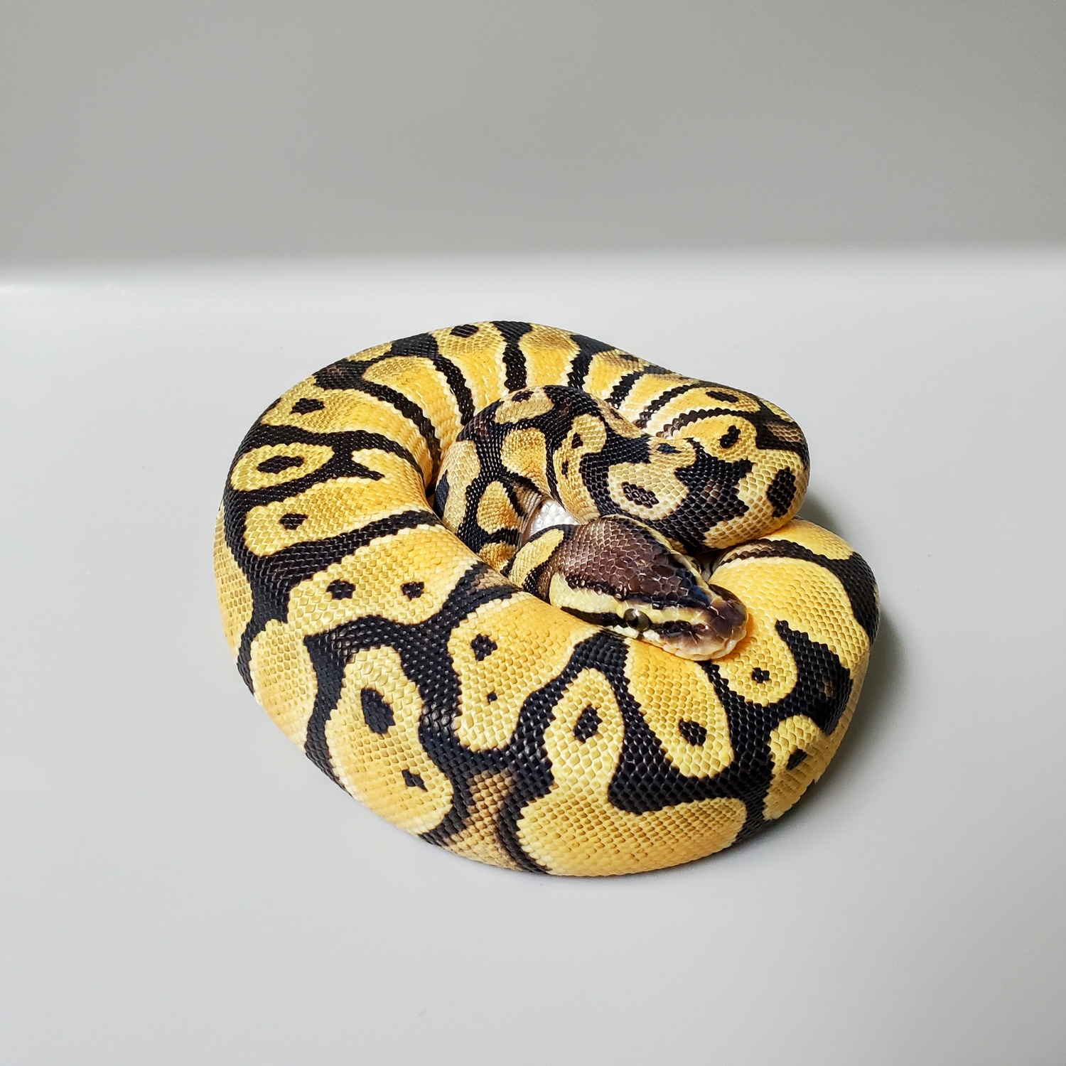 Orange Dream Ball Python by Motor City Reptile - MorphMarket