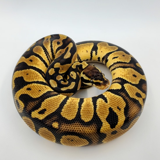 Xtreme Het Sunset Ball Python by Motor City Reptile