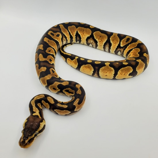 Xtreme Het Sunset Ball Python by Motor City Reptile