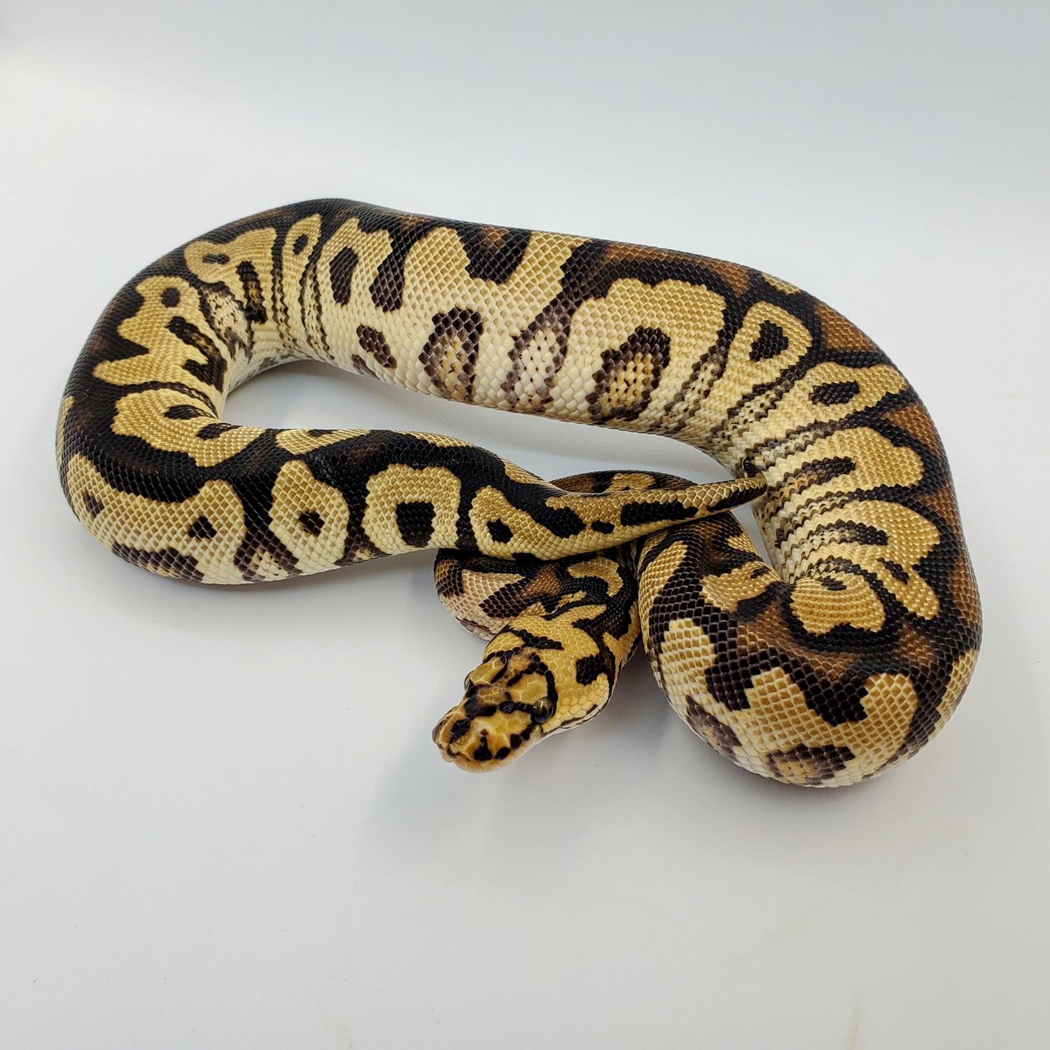 Spotnose Clown Ball Python by Motor City Reptile - MorphMarket