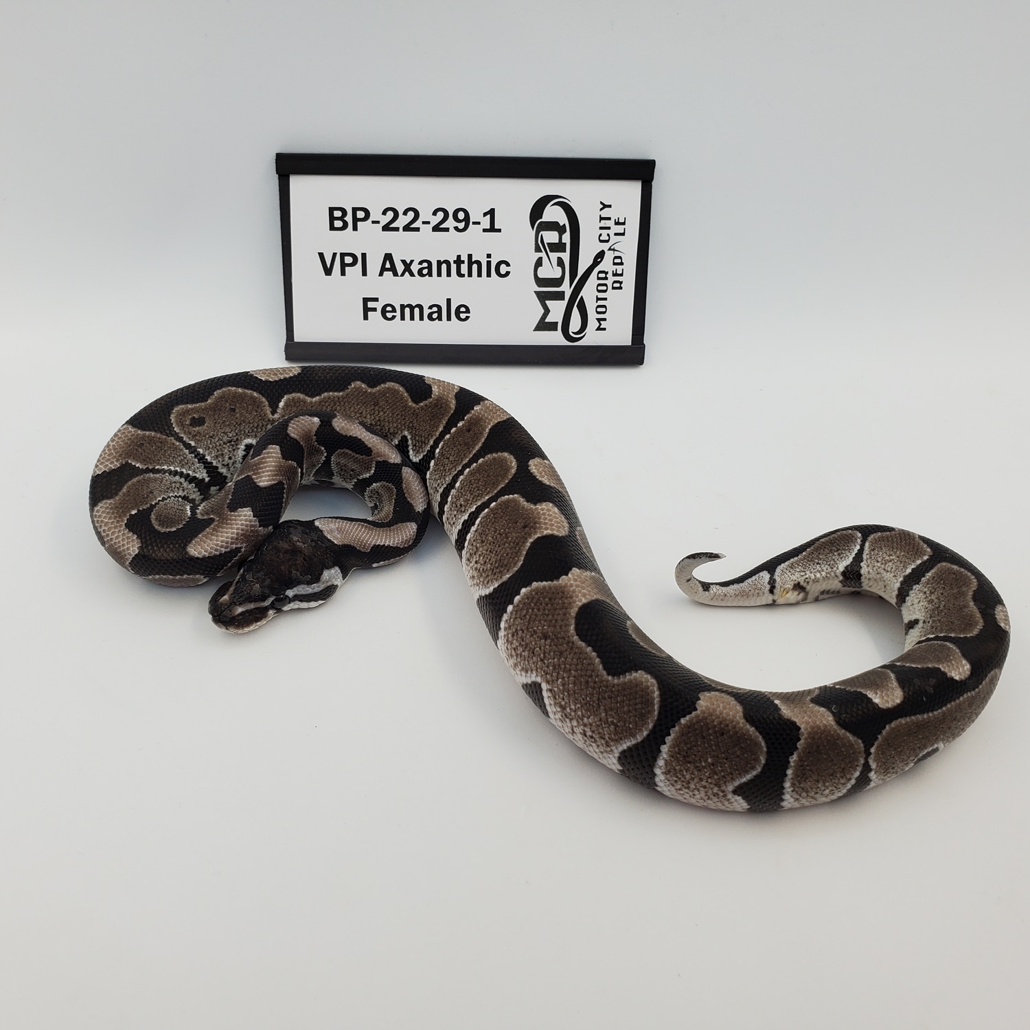 VPI Axanthic Ball Python by Motor City Reptile - MorphMarket