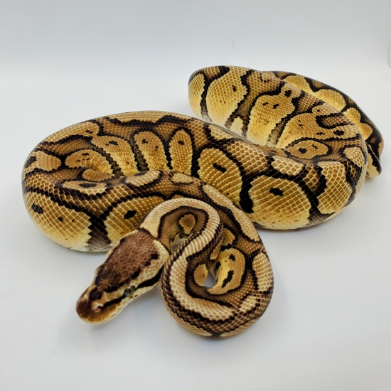Pastel Red Stripe Het Clown Ball Python by Motor City Reptile