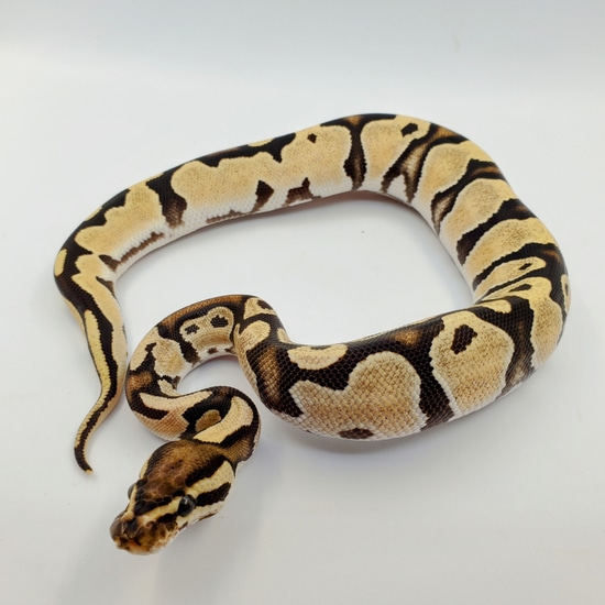 OD Fire Ball Python by Motor City Reptile